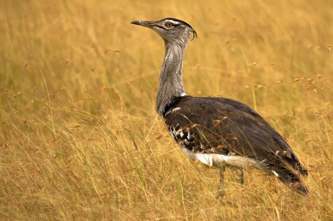 Bird watching in The Ngorongoro Conservation Area - Shadows Of Africa