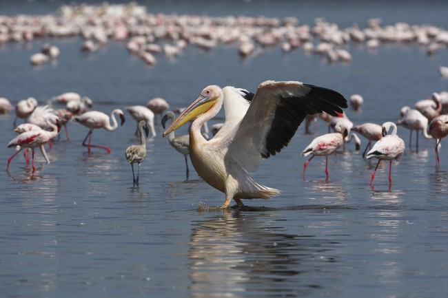Safari from Zanzibar - Tarangire and Lake Manyara - Two Days - Shadows ...