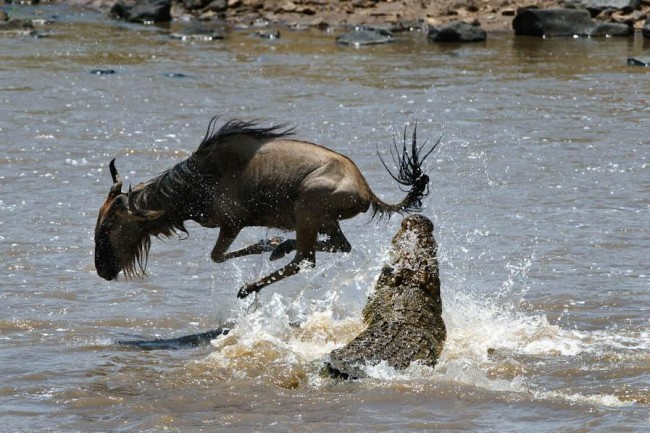 Four-Day Masai Mara Wildebeest Migration Safari - Shadows Of Africa
