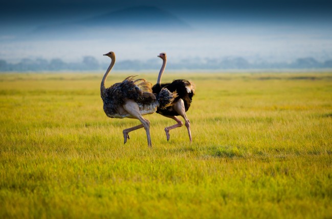 Wildebeest Migration Safari - Green Season - 5 days (April & May ...