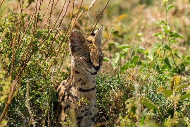 Safari from Zanzibar - Serengeti Fly-in & Fly-Out - Three Days ...