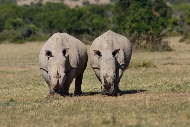 OL PEJETA CONSERVANCY - Shadows Of Africa