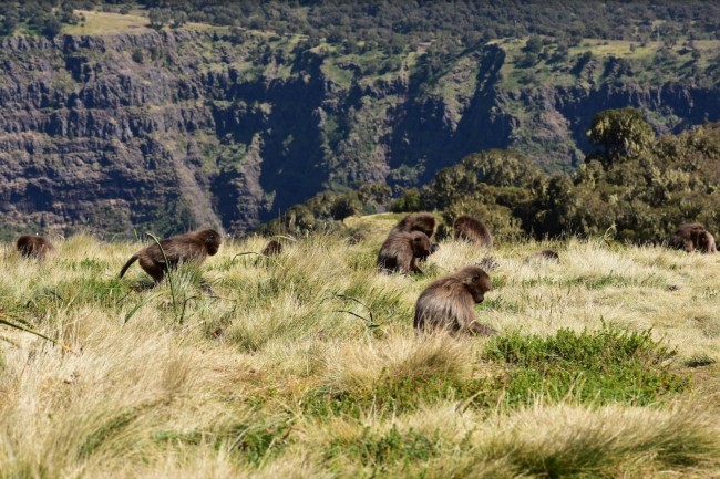 Simien Mountains National Park - Shadows Of Africa