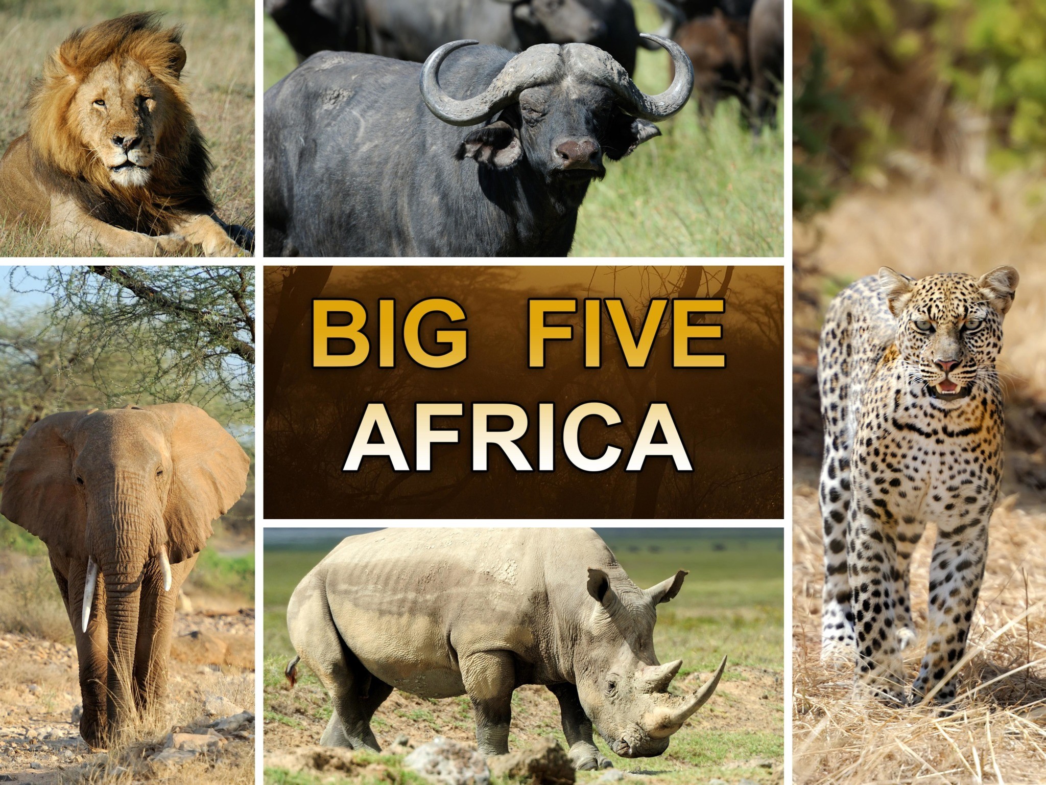 Big Five and Gorillas Safari – 6-Days African Wildlife Tour