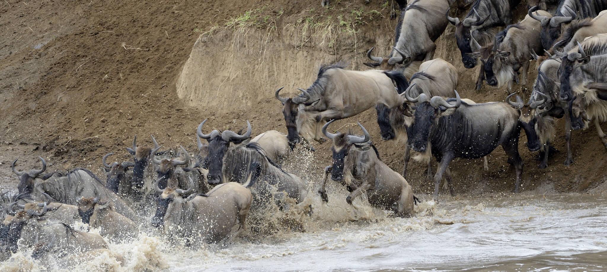 Group Safari Tour: Witness the Great Migration River Crossing
